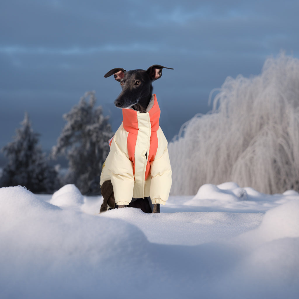 Laifug Stand Collar Two Legs Dog Winter Coat | Waterproof Outer Polar ...